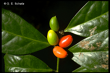 Go to image of Leptaulus citroides