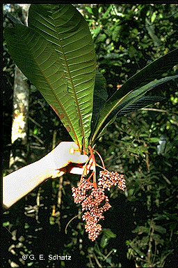 Go to image of Micronychia macrophylla in FLOWER
