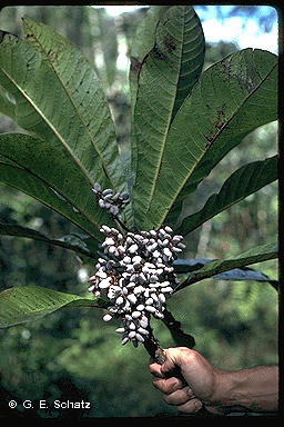 Micronychia macrophylla H. Perrier