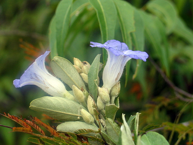 Bonamia in A Catalogue of the Vascular Plants of Madagascar @ efloras.org