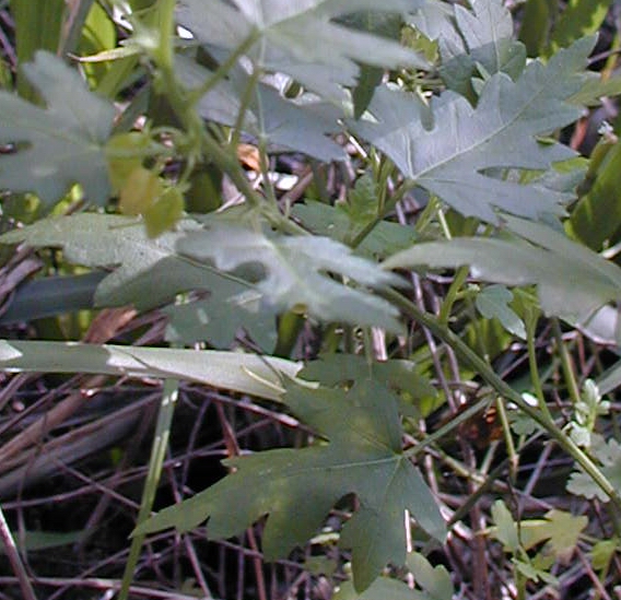 Acharia tragodes Leaves