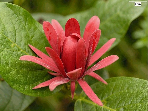 Calycanthus
