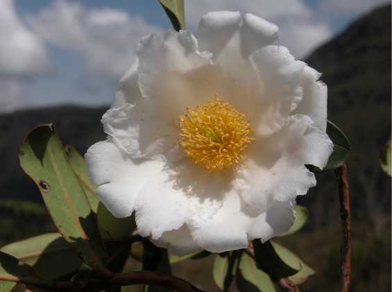 Bonnetia flower