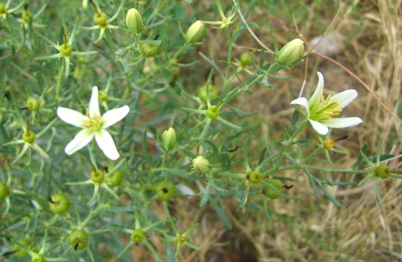 Peganum flowers