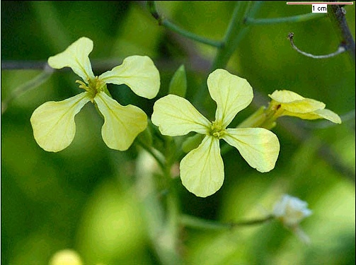 Raphanus flowers