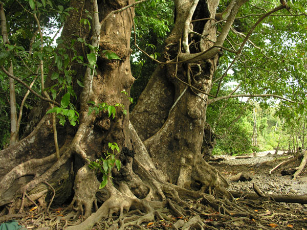 MBG: Research: Costa Rica: The Cutting Edge