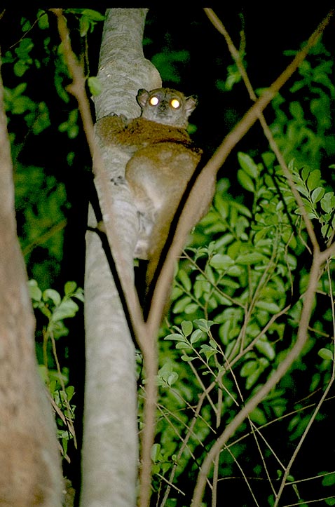 MBG: Madagascar Biodiversity and Conservation - Lepilemur at night