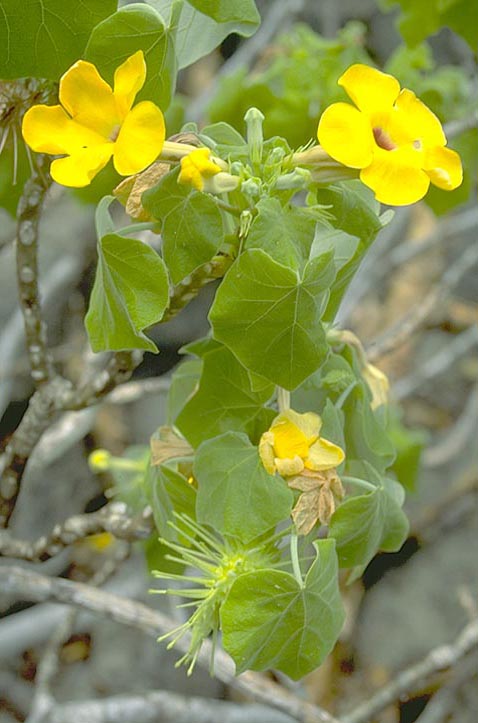 MBG: Madagascar Biodiversity and Conservation - Harpoon Plant