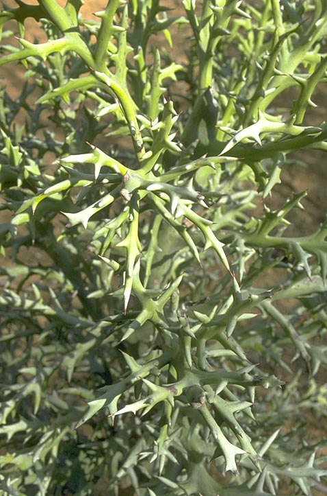 MBG: Madagascar Biodiversity and Conservation - Spiny shrub