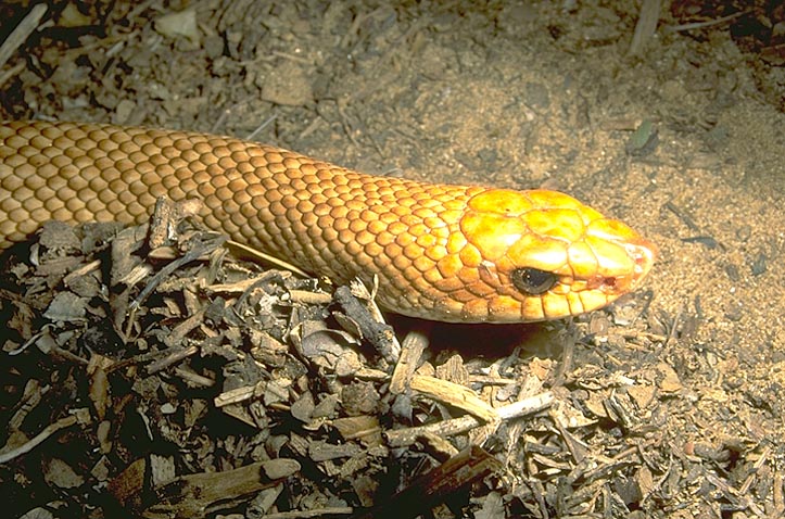 MBG: Madagascar Biodiversity and Conservation - Yellow snake