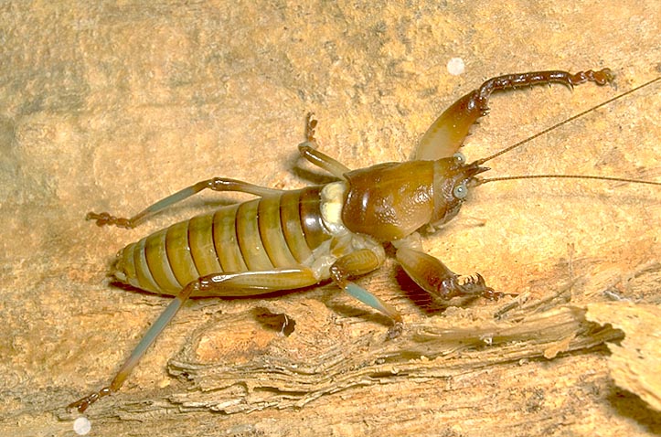 MBG: Madagascar Biodiversity and Conservation - Large male katydid