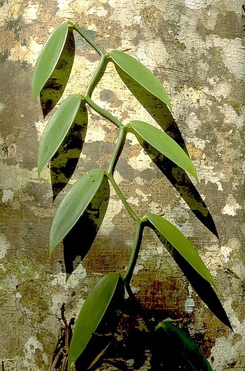 MBG: Madagascar Biodiversity and Conservation - Vanilla orchid