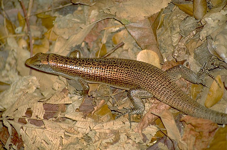 MBG: Madagascar Biodiversity and Conservation - Copper colored lizard
