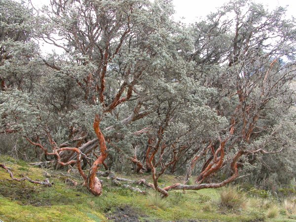 MBG: Flora Ilustrada del Páramo del Cajas, Azuay, Ecuador